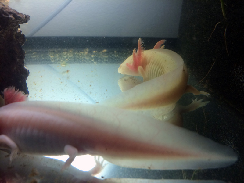 IMG_8859 – Water Critters