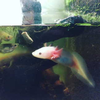 IMG_8672 – Water Critters