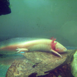 albinism – Water Critters