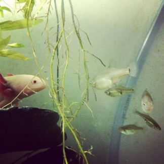 Axolotl tankmates: fish edition – Water Critters