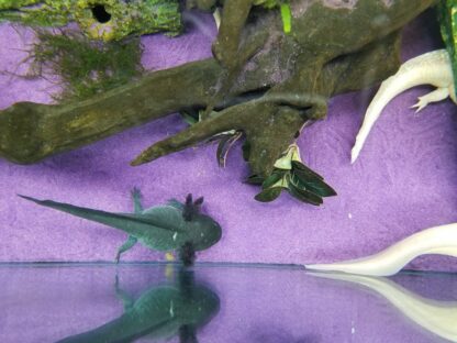 mini axolotl – Water Critters