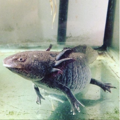 Axolotl Genetics, Part 1: Color Pigments – Water Critters