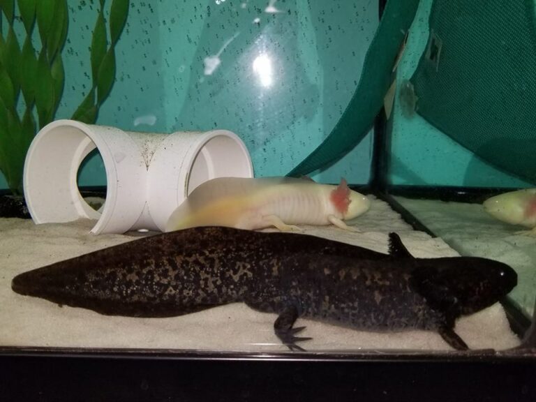 Axolotl Genetics Part 1 Color Pigments Water Critters axolotl-genetics-part-1-color-pigments-water-critters