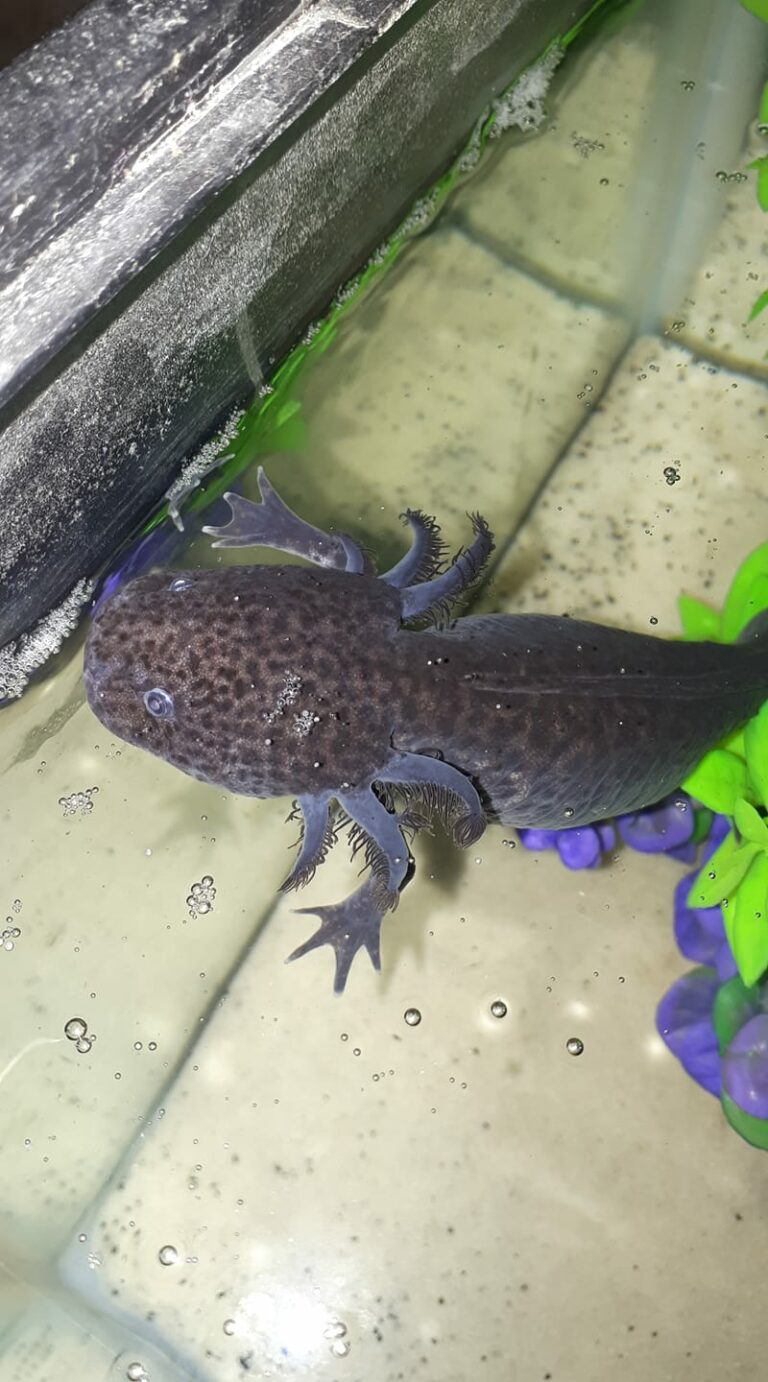 gen – Water Critters