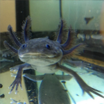 Water Critters – Canadian axolotl breeder