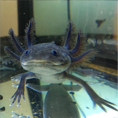 Axolotl Genetics, Part 3: Melanism and Axanthicism – Water Critters