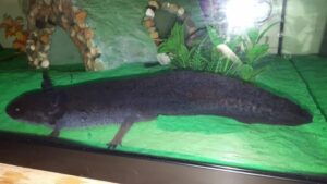 Axolotl Genetics, Part 3: Melanism and Axanthicism – Water Critters