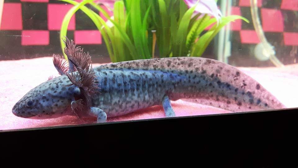 Water Critters Canadian Axolotl Breeder Water Critters Canadian Axolotl Breeder