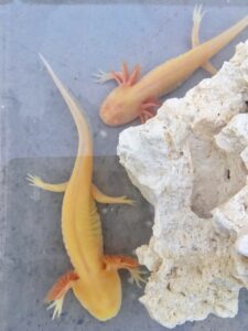 Axolotl Genetics, Part 2: Mendelian Inheritance and Albinism – Water ...