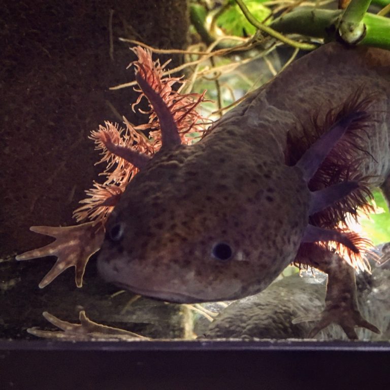 axolotl breeding – Water Critters
