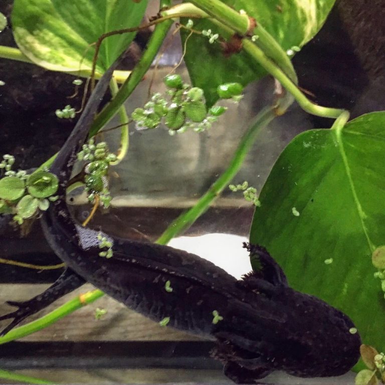 My Axolotls – Water Critters