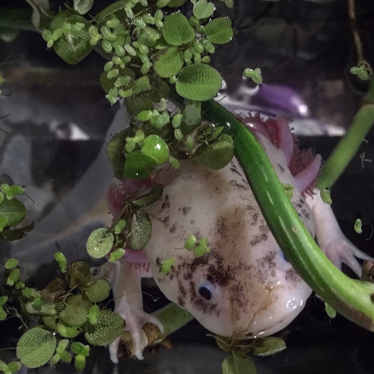 My Axolotls – Water Critters