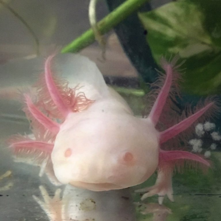 axolotl breeding – Water Critters