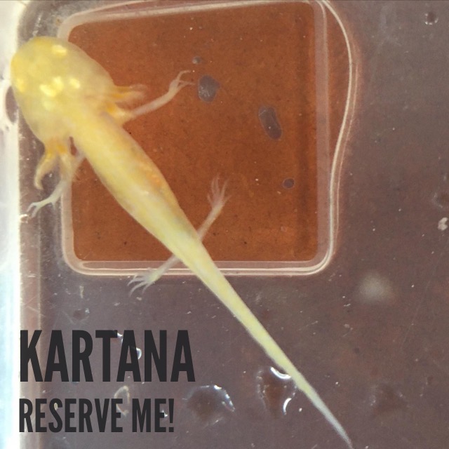 Water Critters Canadian Axolotl Breeder Water Critters Canadian Axolotl Breeder